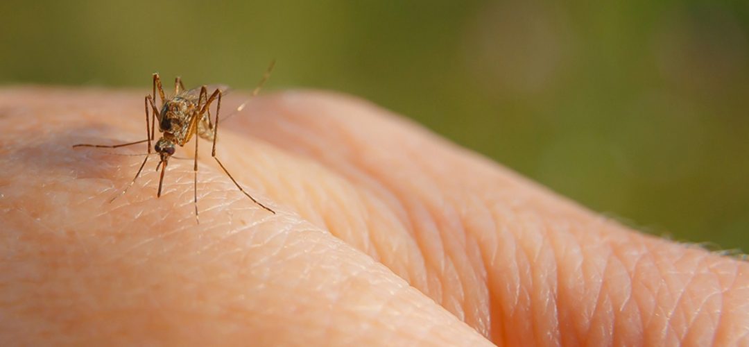 Dengue Fever: Symptoms, Transmission, and Prevention Explained