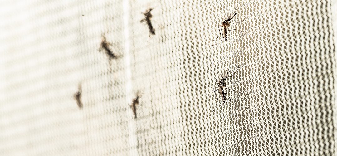 The Impact of Zika Virus: Symptoms, Diagnosis, and Effects The Impact of Zika Virus: Symptoms, Diagnosis, and Effects